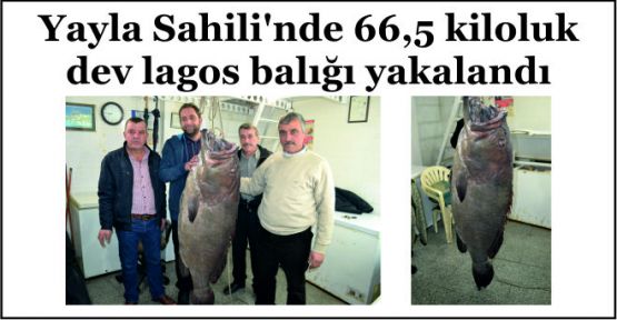 Yayla Sahili’nde 66,5 kiloluk dev lagos balığı yakalandı - MEDYA KEŞAN
